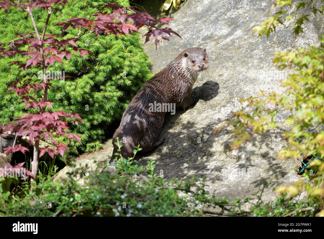 Catalonia landscape animals hi-res stock photography and images - Alamy