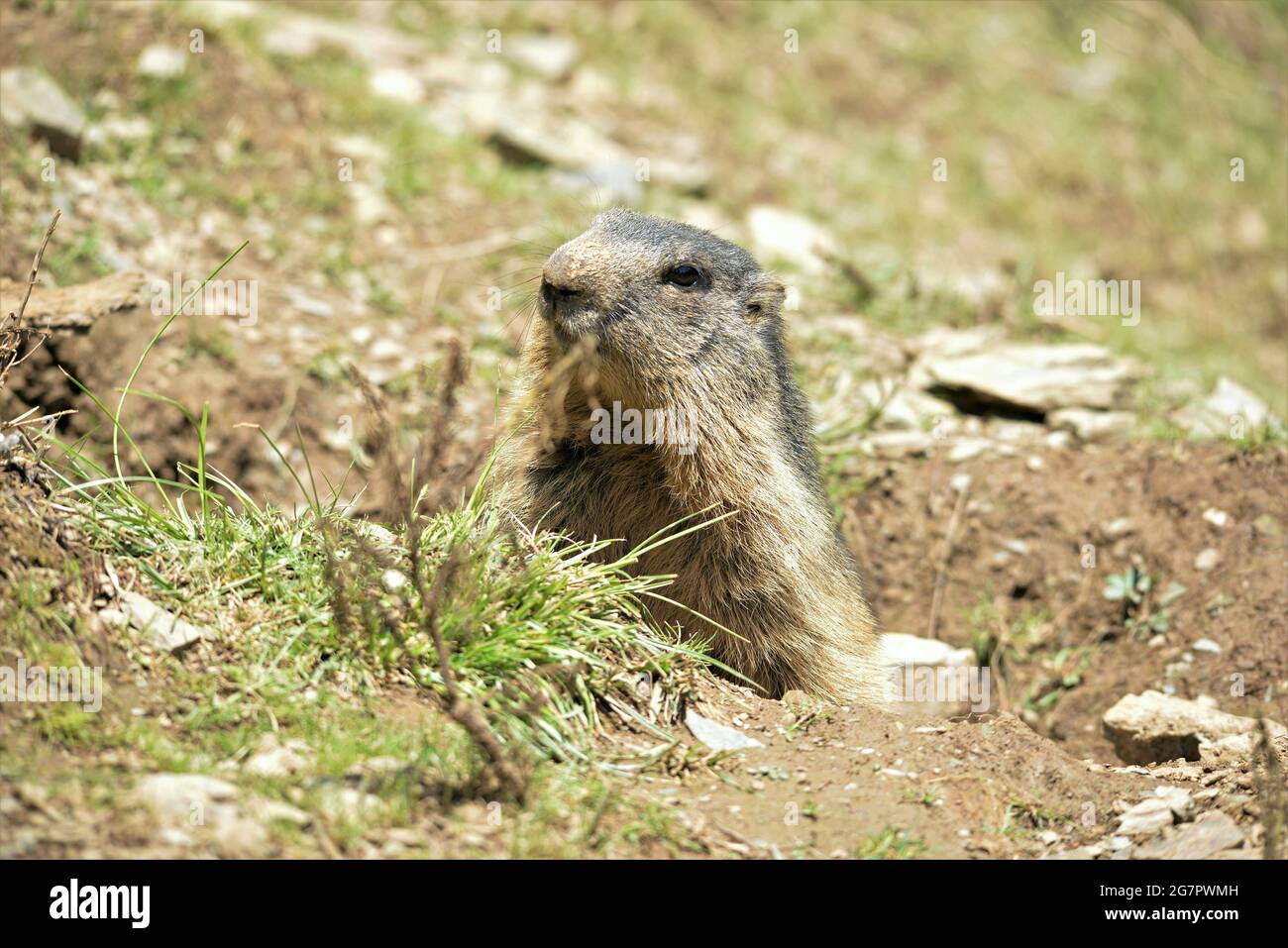 Catalonia landscape animals hi-res stock photography and images - Alamy