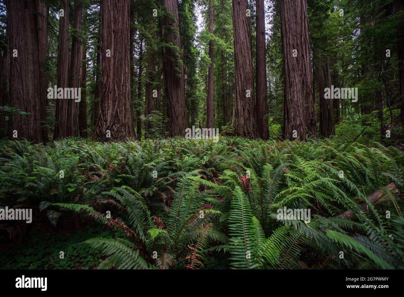 Lush ferns and tall redwood trees (Sequoia sempervirens) in Jedediah ...
