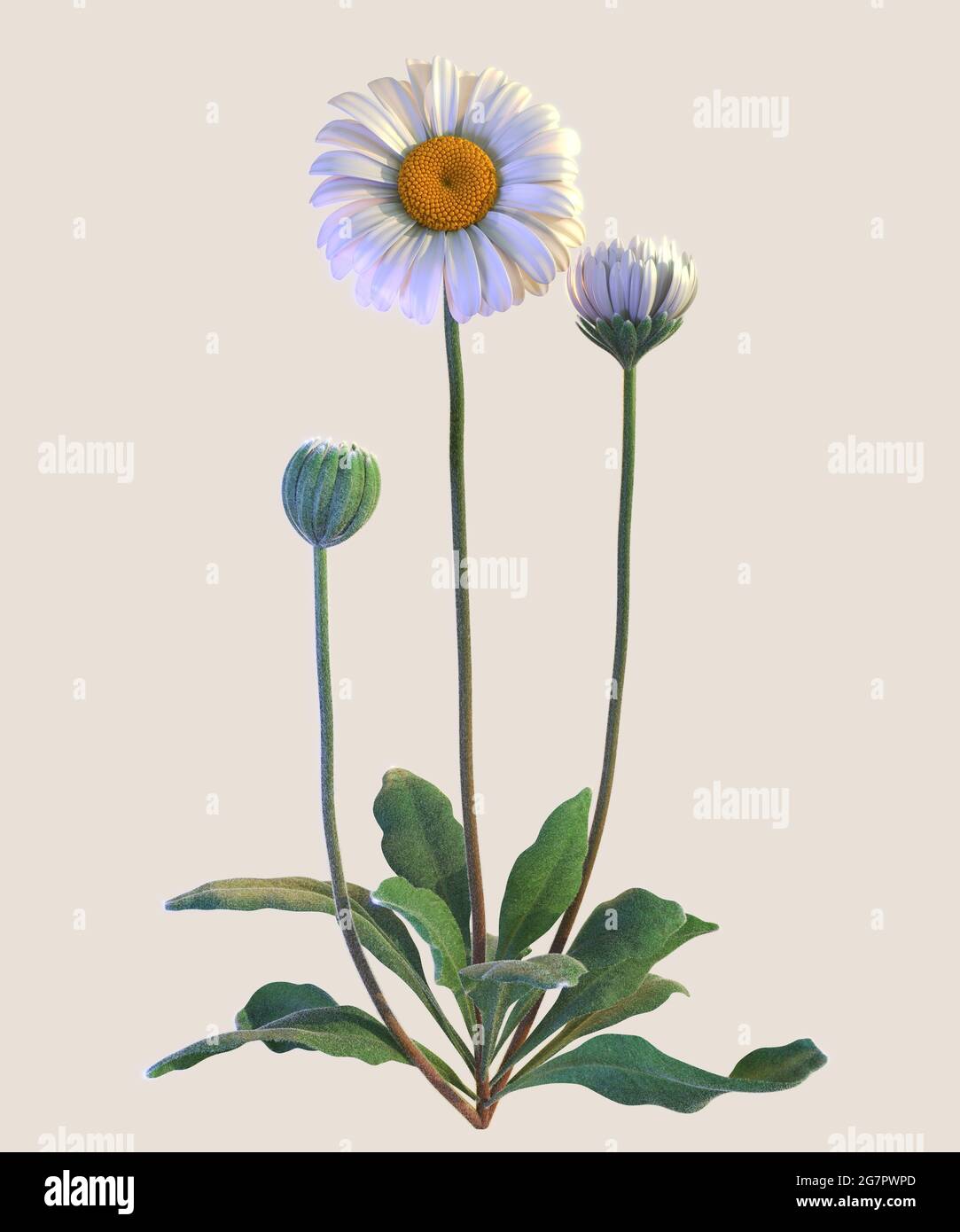 Daisy flower with hairy stem isolated on white Stock Photo - Alamy
