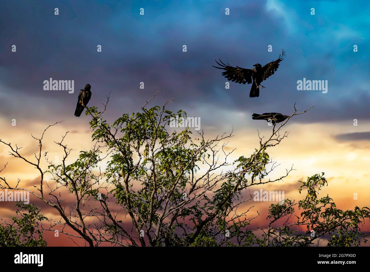 The three ravens hi-res stock photography and images - Alamy