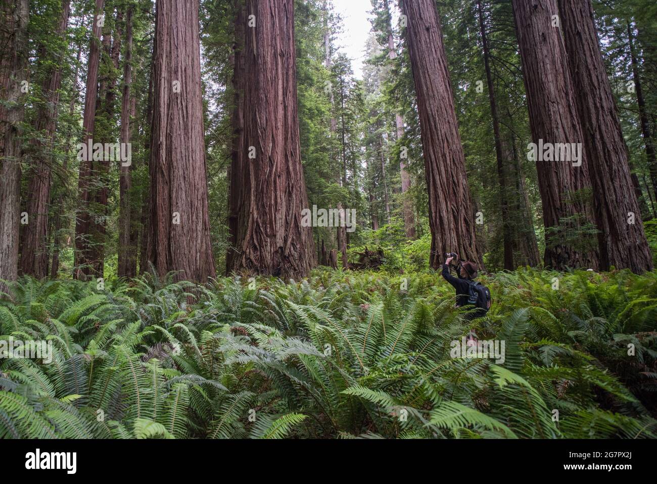Lush ferns and tall redwood trees (Sequoia sempervirens) in Jedediah ...