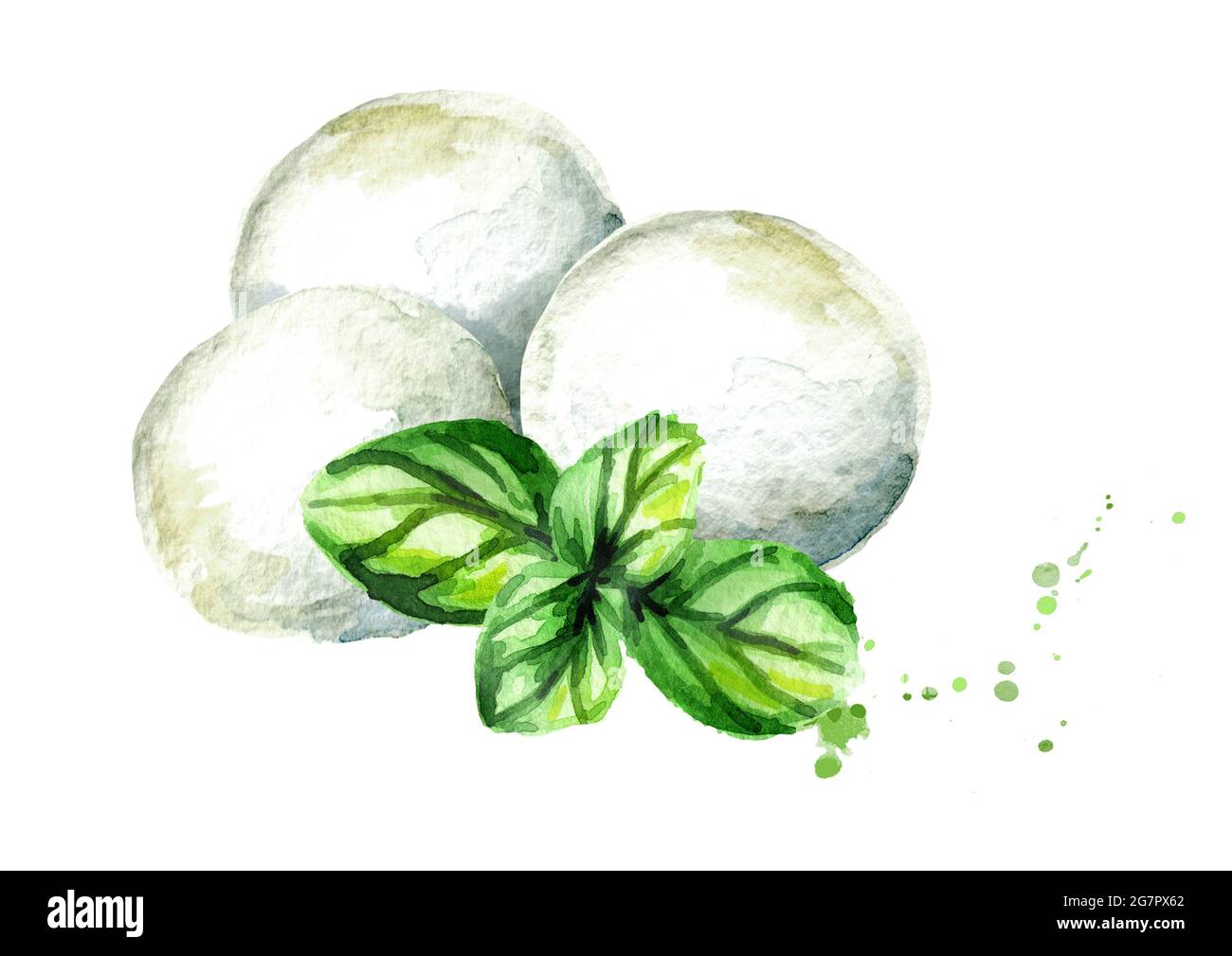 Mozzarella cheese and Basil. Watercolor hand drawn illustration ...