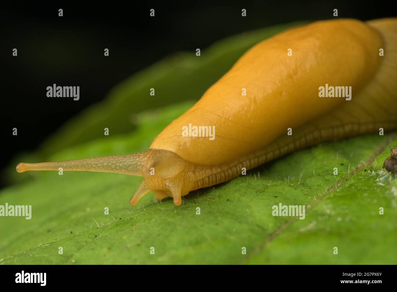 Pacific Banana Slug (Ariolimax columbianus) feeding on vegetation in ...