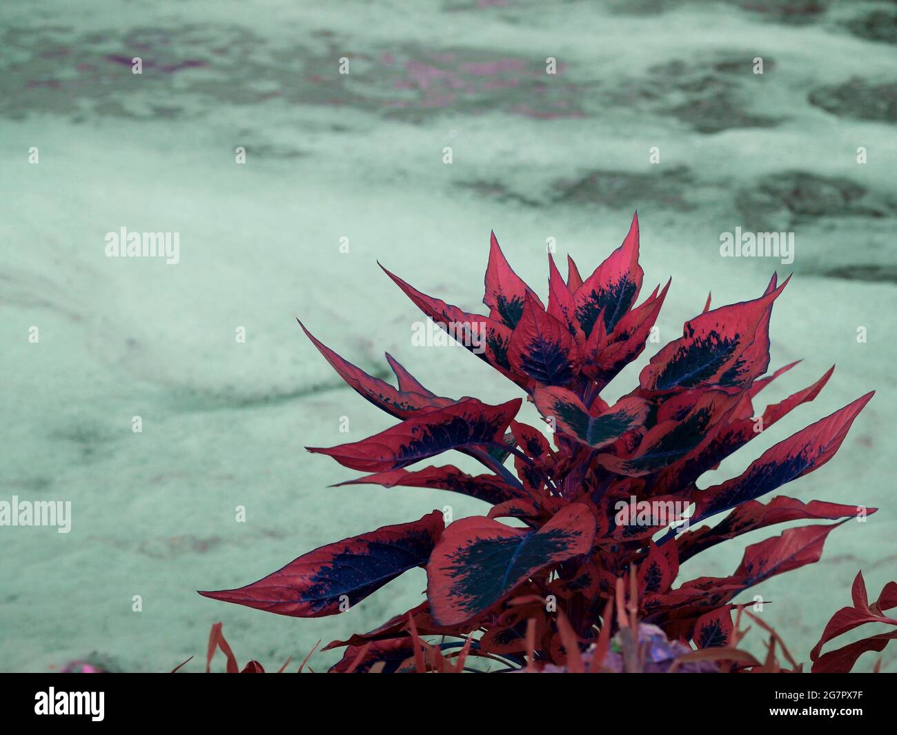 Natural pink color highlighted plant available at river bank Stock ...