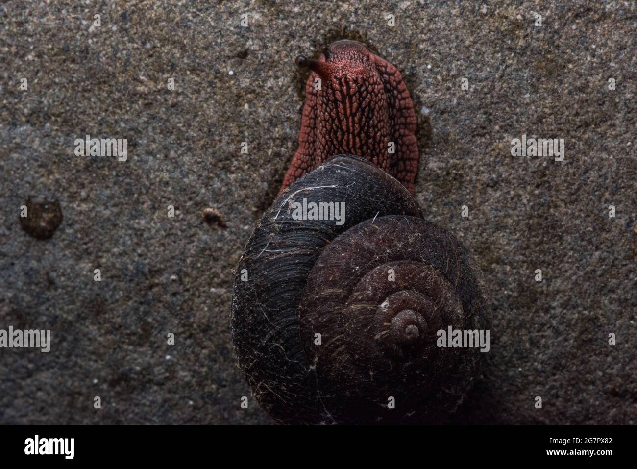 The redwood sideband (Monadenia infumata) an endangered snail endemic ...