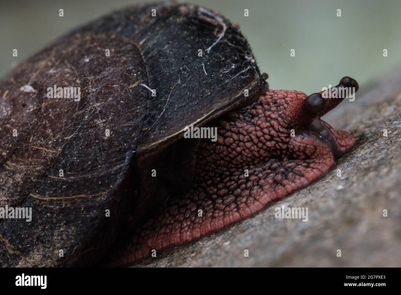The redwood sideband (Monadenia infumata) an endangered snail endemic ...