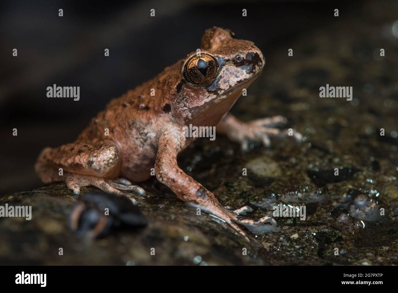 Ascaphidae tailed frog hi-res stock photography and images - Alamy