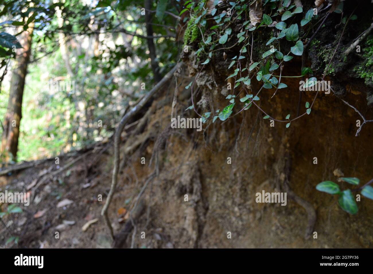 Roots hanging from tree hi-res stock photography and images - Alamy