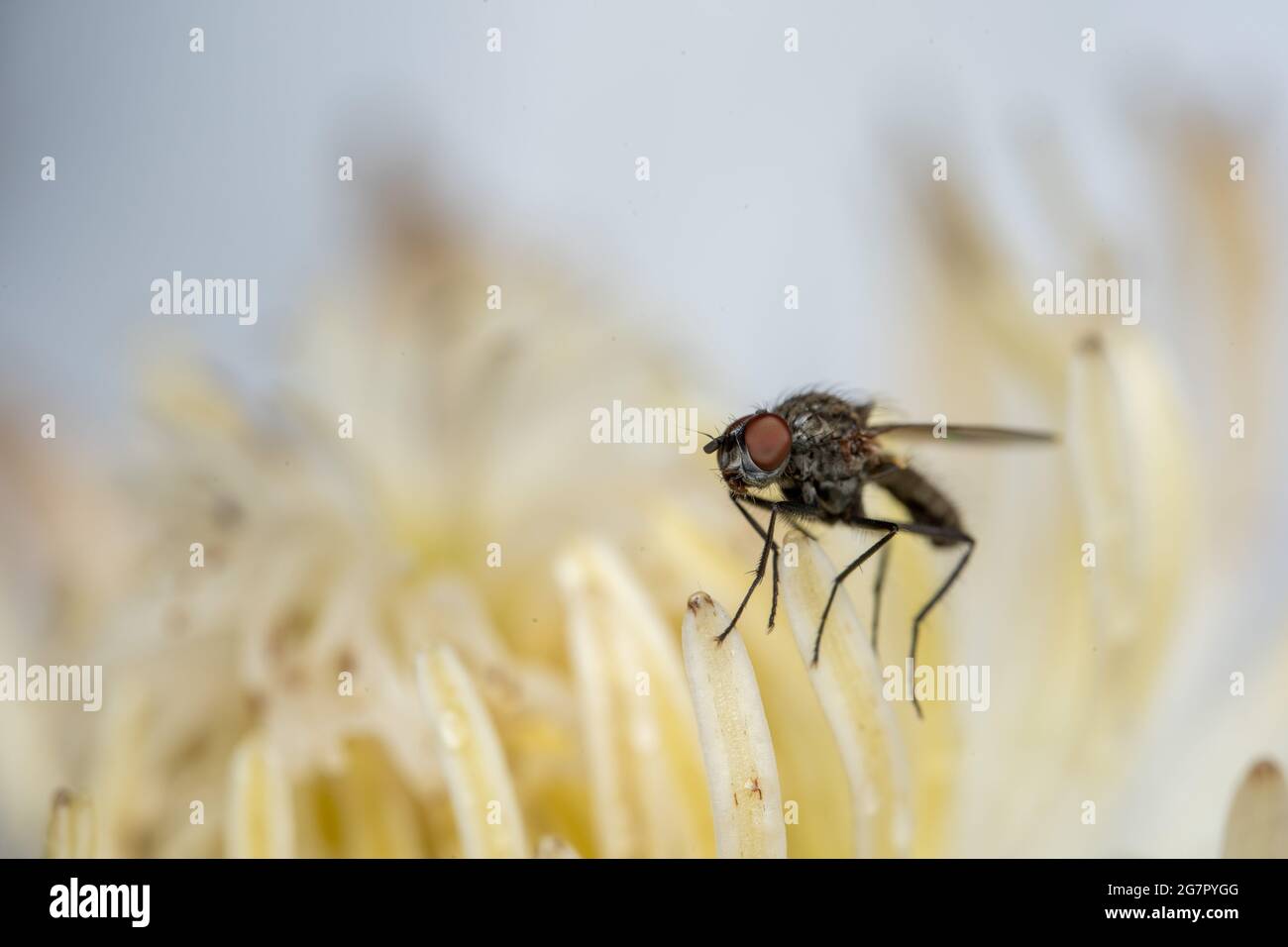 Closeup image of a brown insect with big eyes and long legs standing on ...