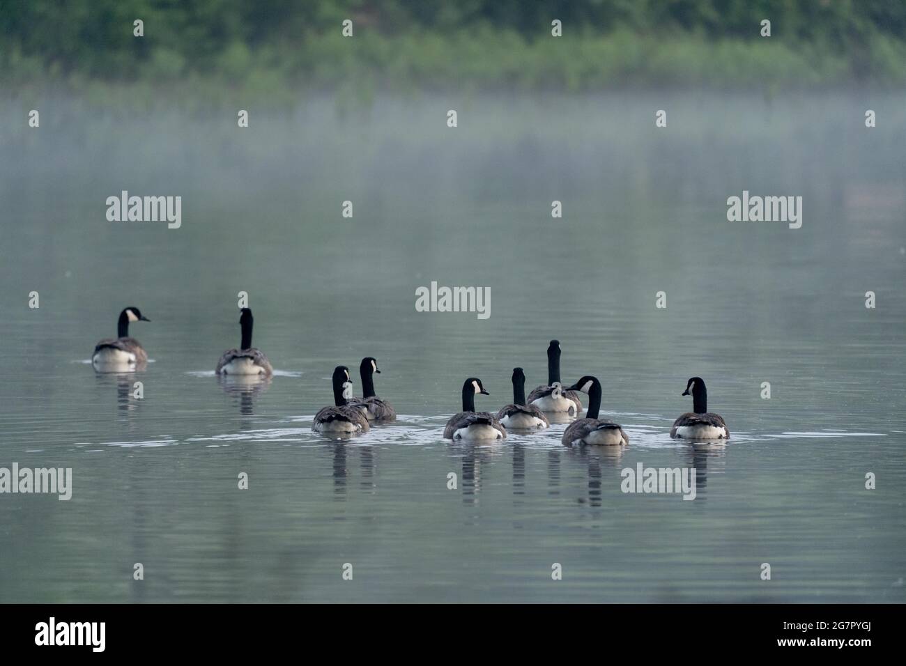 Back shot of Gruiformes birds group swimming in the water Stock Photo ...