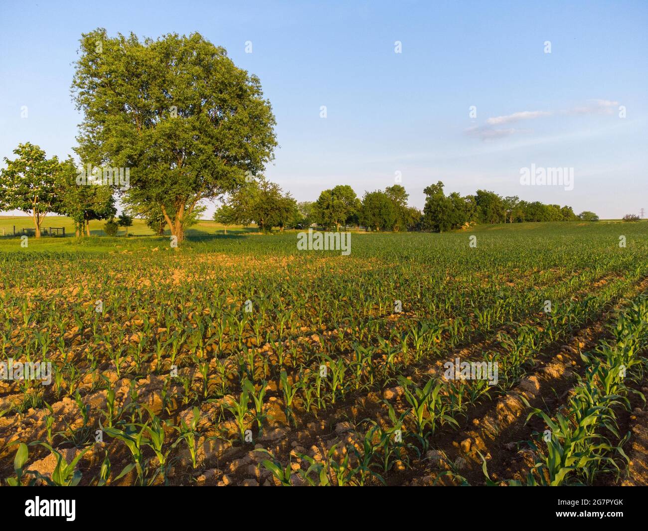 Green agricultural land with crops growing on it and trees on the ...