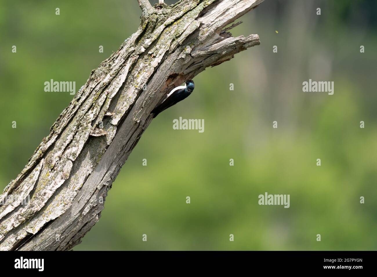 Blue Barn swallow bird sitting on the tree and pecking a tree nest ...