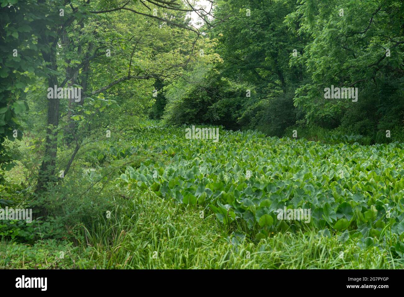 Green forest entirely covered with long grass, trees, and bushes Stock ...