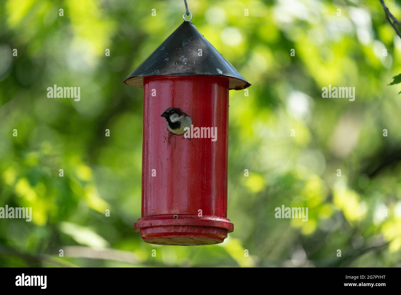 House sparrow bird looking out from the window of a red birdhouse ...