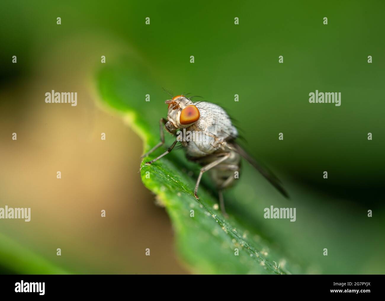 Delia radicum hi-res stock photography and images - Alamy