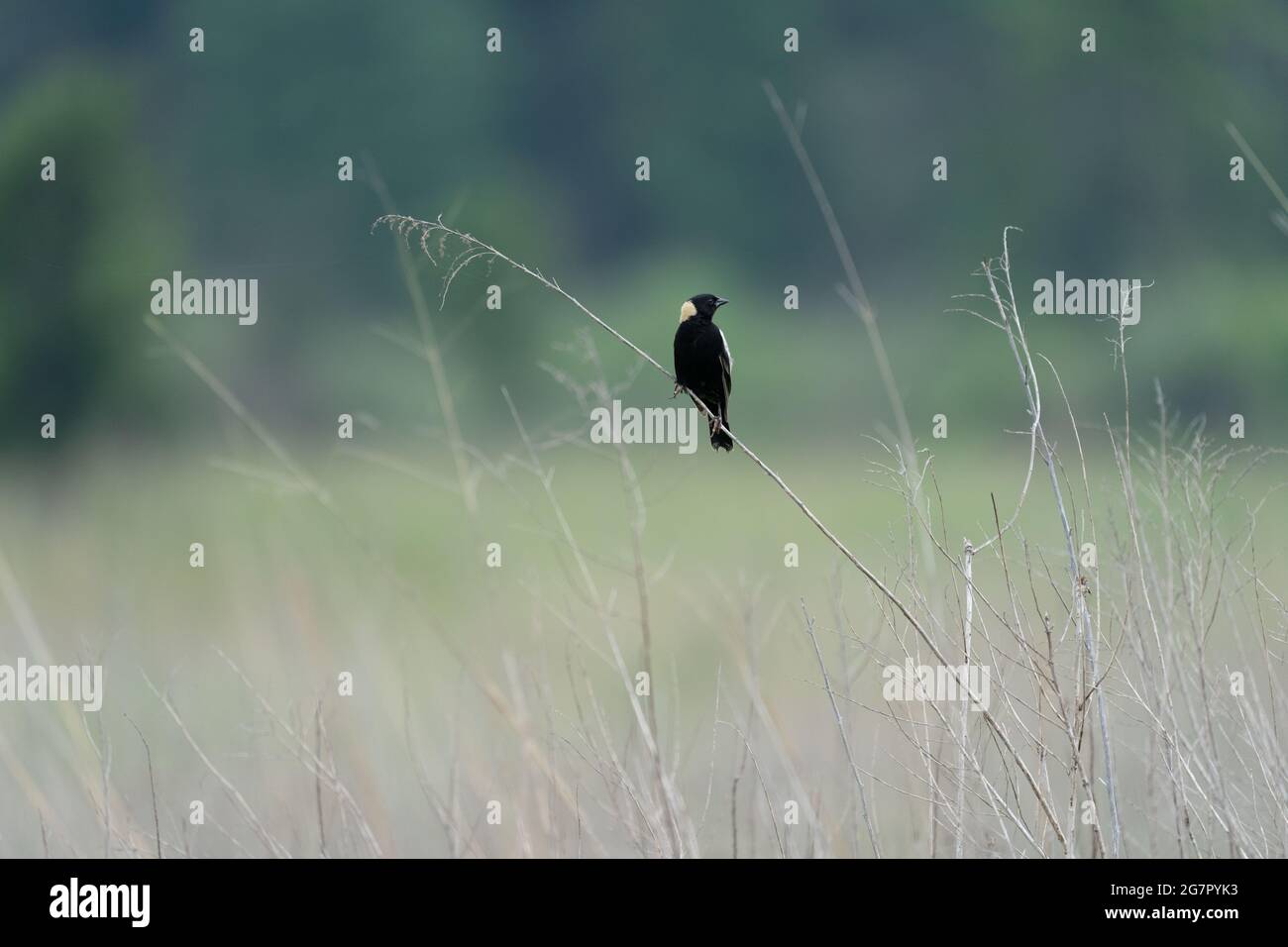 Back shot of a small striped black bird with a yellow head sitting on a ...