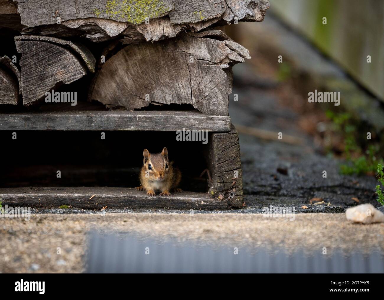 Eastern brown scared chipmunk hidden in the wooden place Stock Photo ...