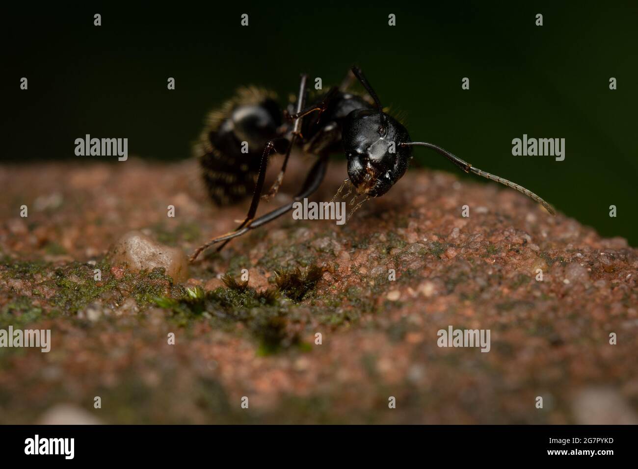 Black giant ant hi-res stock photography and images - Alamy