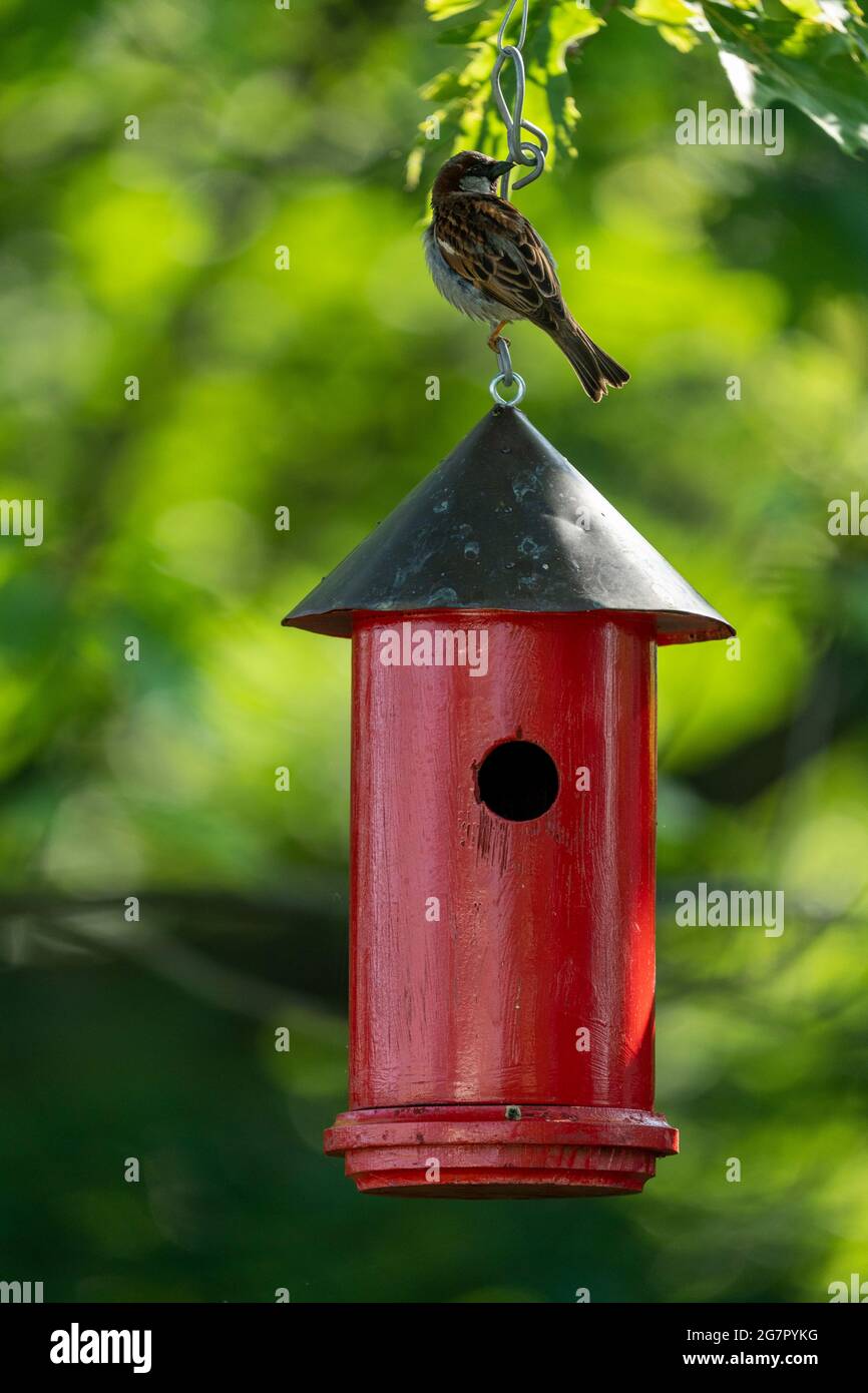 Back shot of a House sparrow bird sitting on a red birdhouse hanging ...