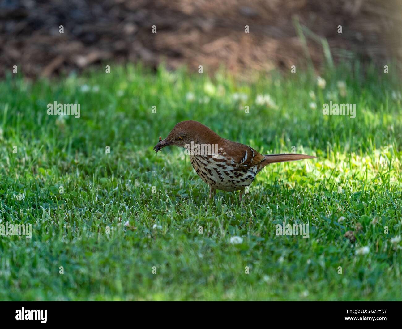 Closeup image of a brown Song thrush bird looking left and standing on ...