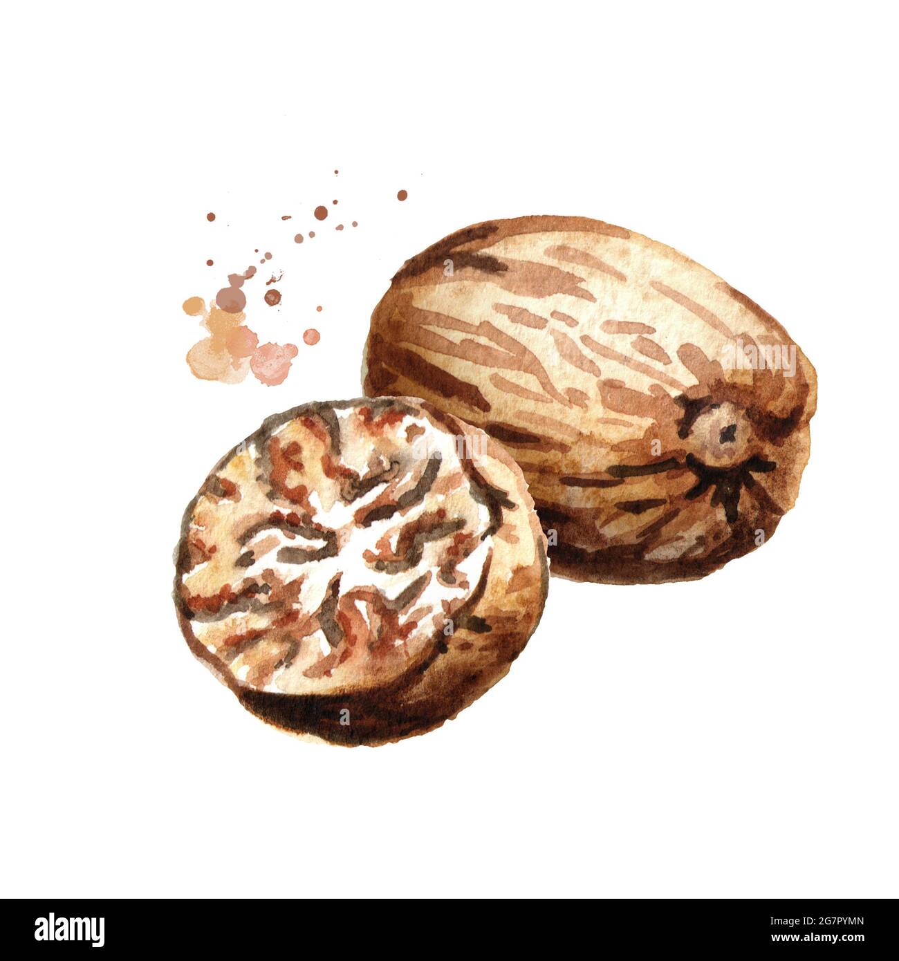 Nutmeg nut. Watercolor hand drawn illustration isolated on white ...