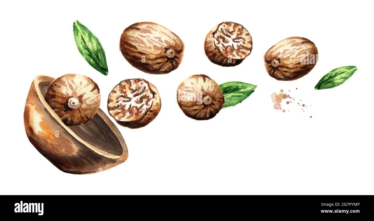 Bowl with nutmeg nuts. Hand drawn horizontal watercolor illustration ...