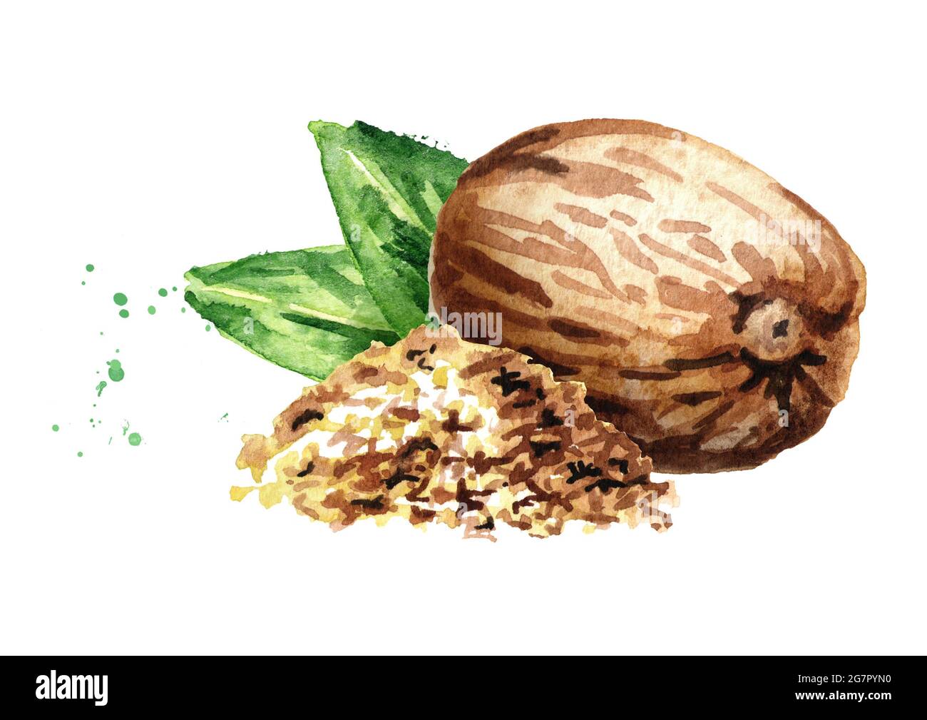 Nutmeg nut with green leaves and nutmeg powder. Watercolor hand drawn ...
