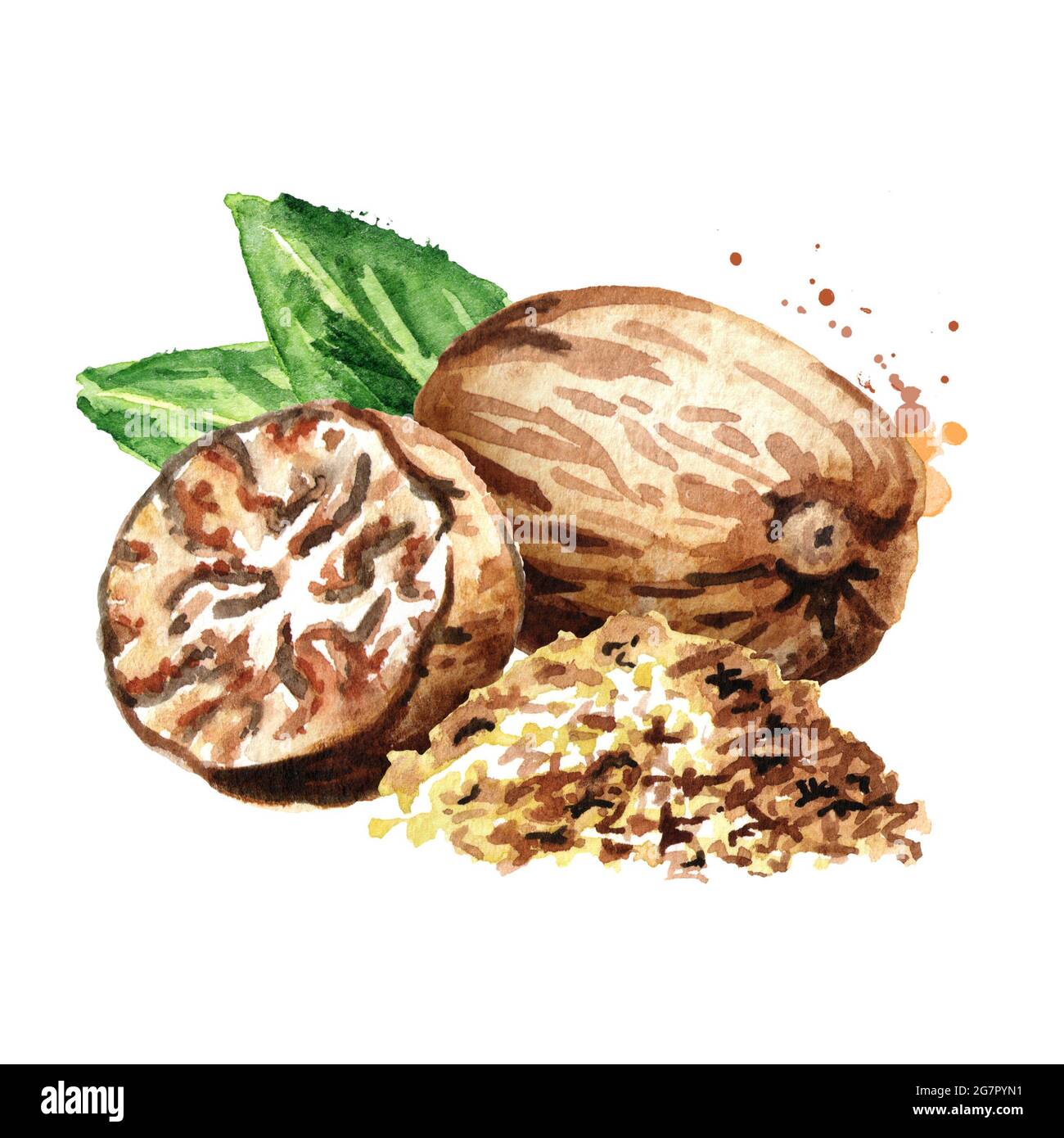 Nutmeg nut and nutmeg powder. Watercolor hand drawn illustration ...