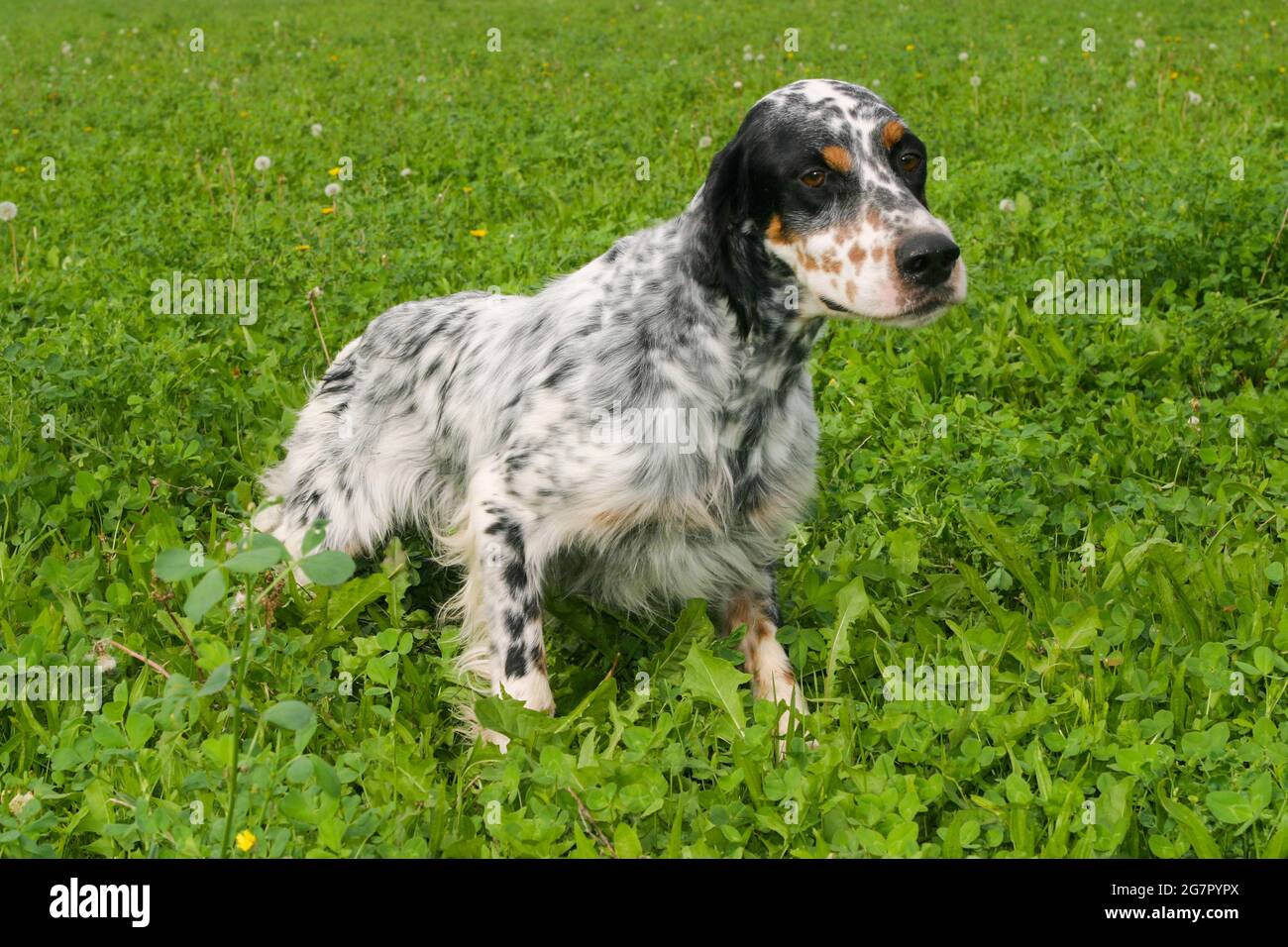Spots on the animals muzzle hi-res stock photography and images - Alamy