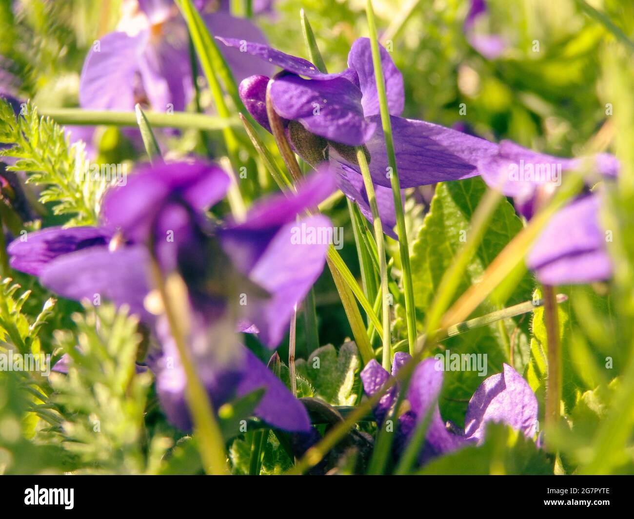 Selective focus shot of purple skullcap flowers in a green field Stock ...