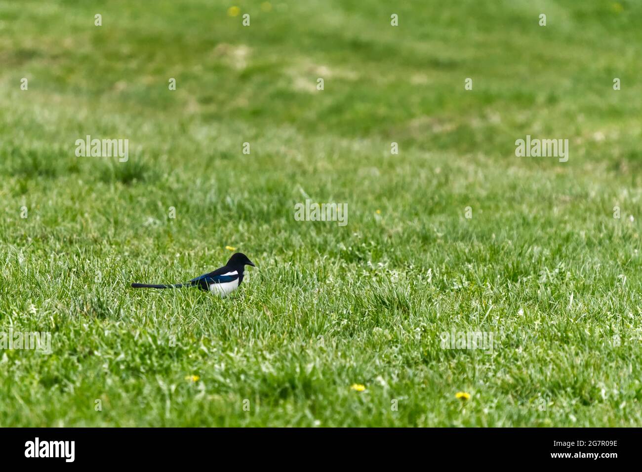 Magpie standing hi-res stock photography and images - Alamy