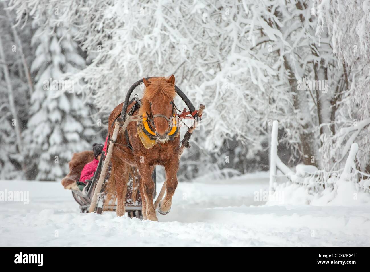 Beautiful light brown horse pulling a sled in a snowy forest Stock ...