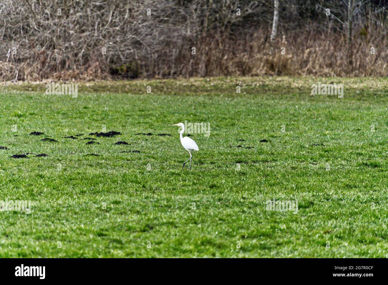 Lonely great egret hi-res stock photography and images - Alamy