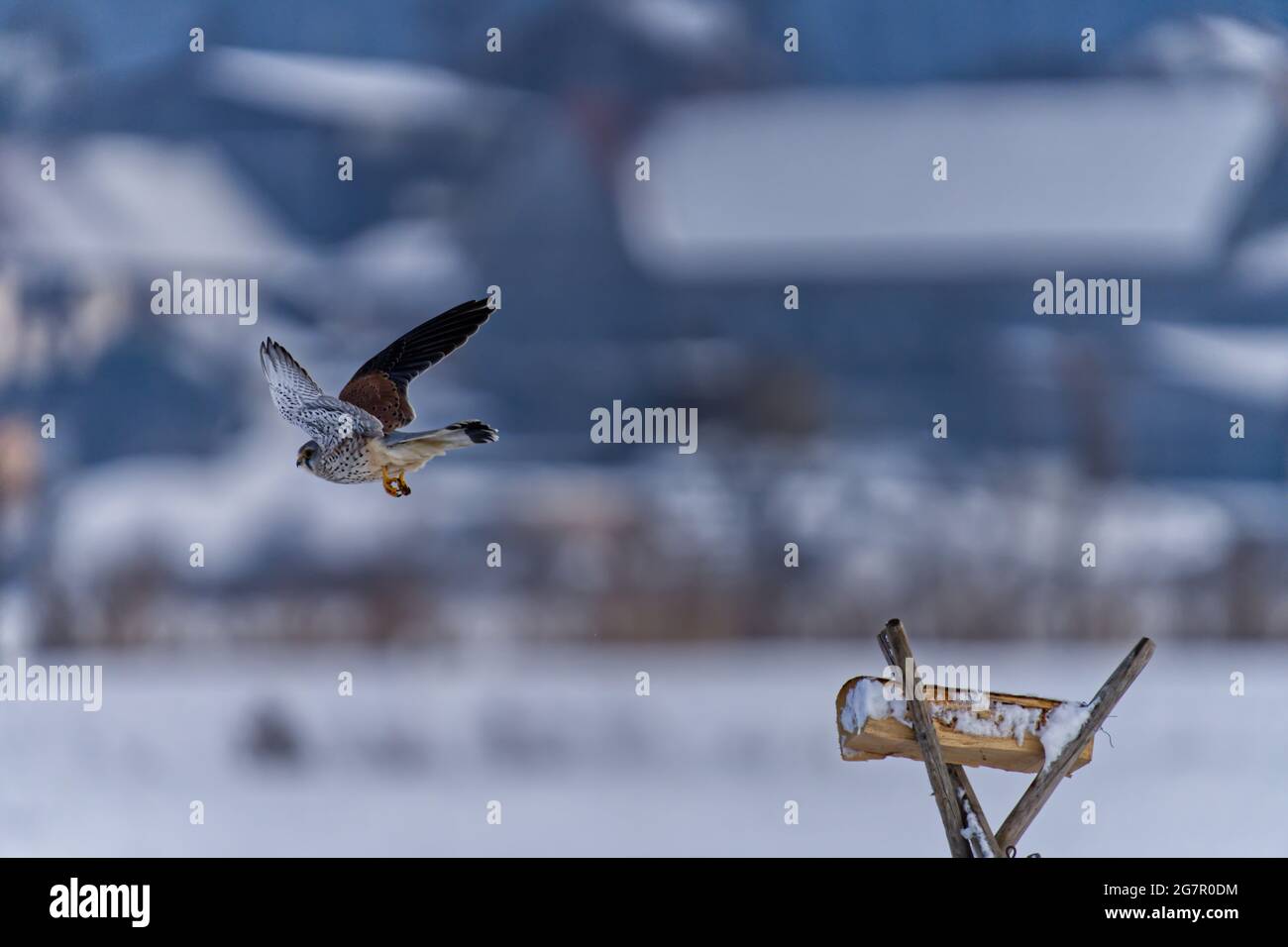 Back view kestrel hi-res stock photography and images - Alamy