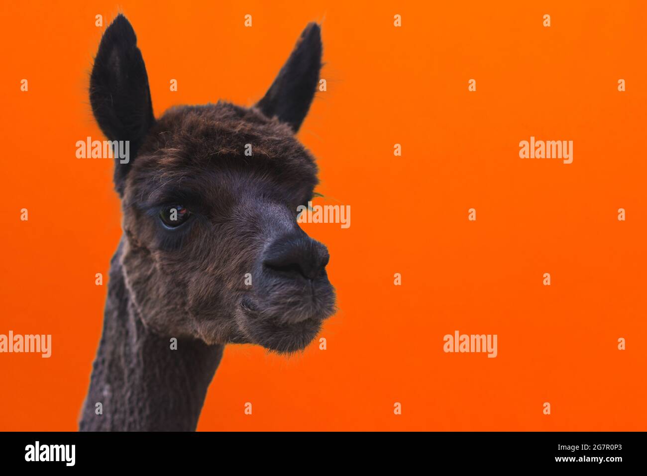 Alpaca head closeup shoot. Alpaca,Vicugna pacos orange background close ...