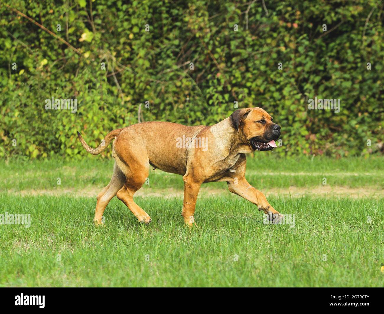 Cane corso bark hi-res stock photography and images - Alamy