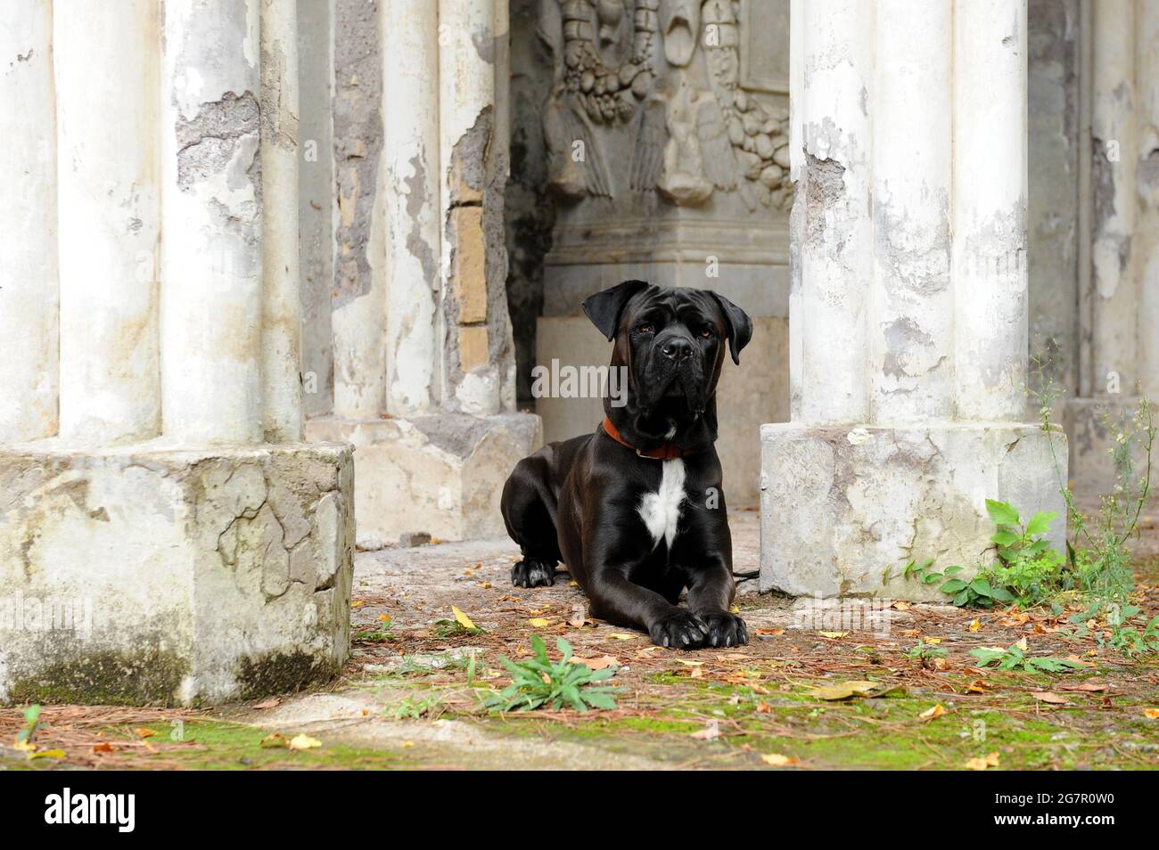 Cane corso bark hi-res stock photography and images - Alamy