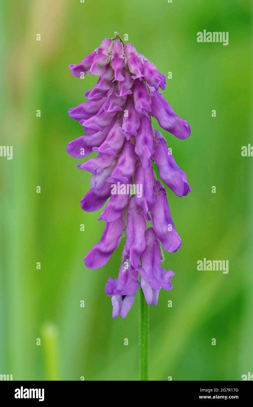 Closeup on the purple flower of the cow vetch, Vicia cracca against a ...