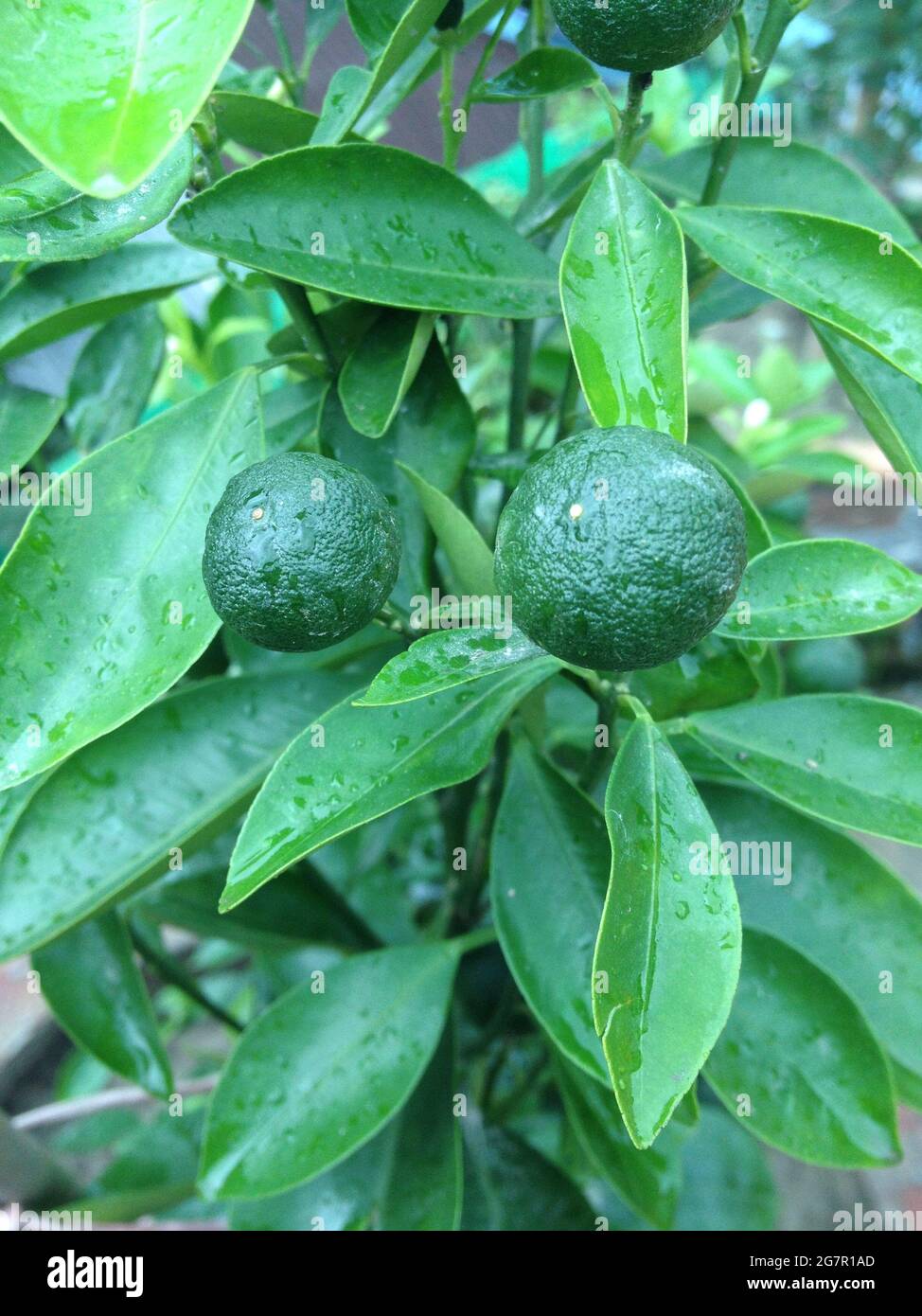 Philippine limes hi-res stock photography and images - Alamy