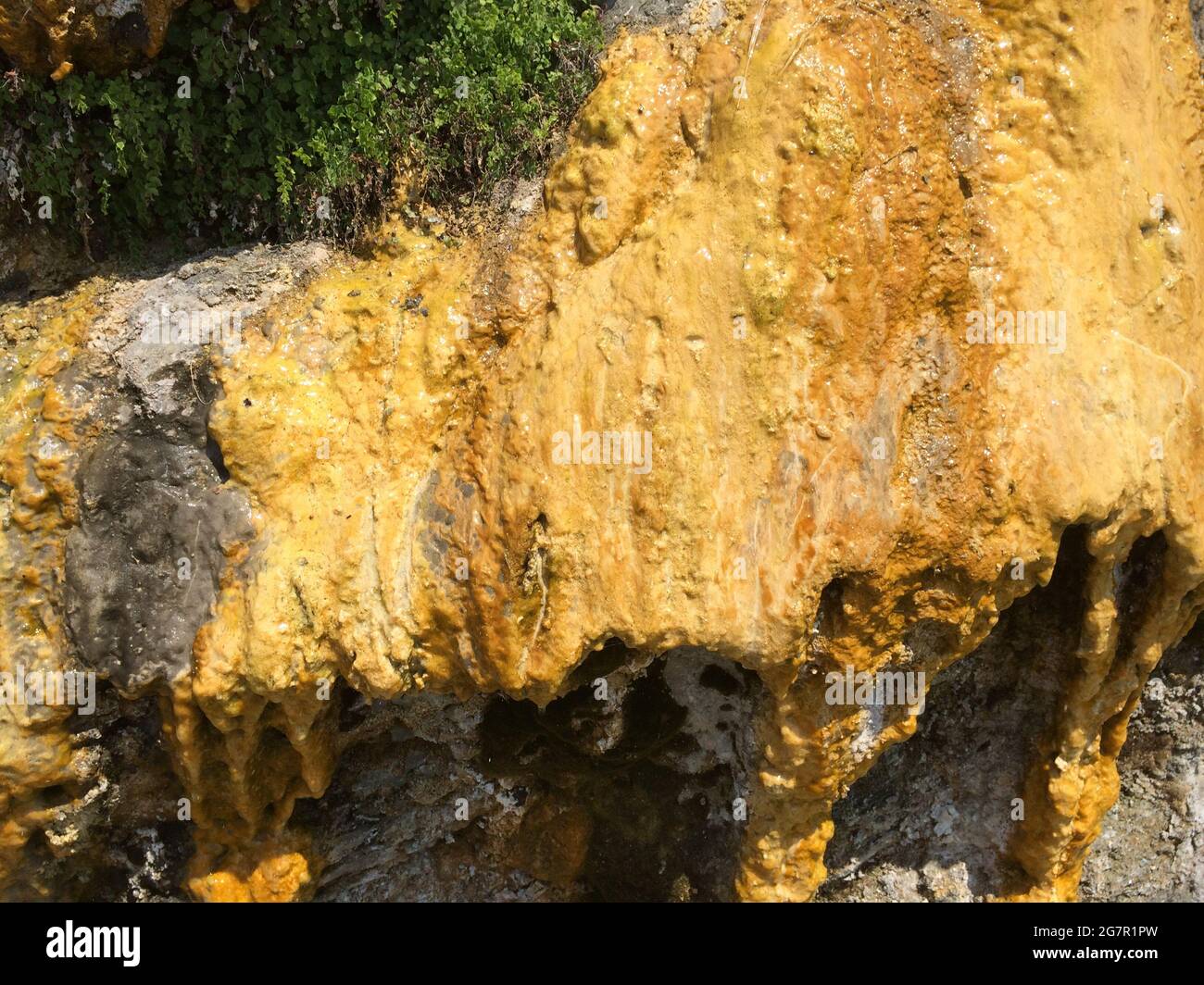 Yellow mold hi-res stock photography and images - Alamy
