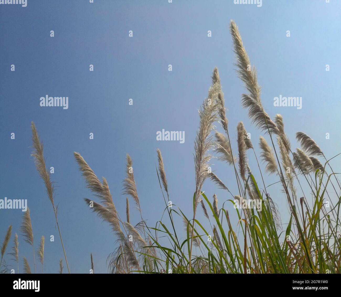 Beautiful low angle shot of long wheat flowers under a bright blue sky with the sun shining ...