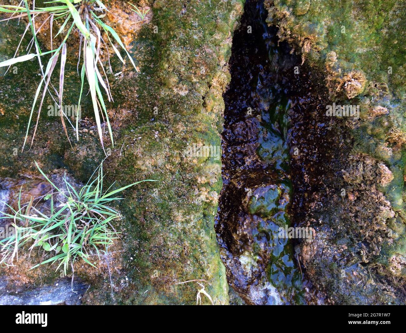 Background with moss or mold on the mountain rock. Green nature ...