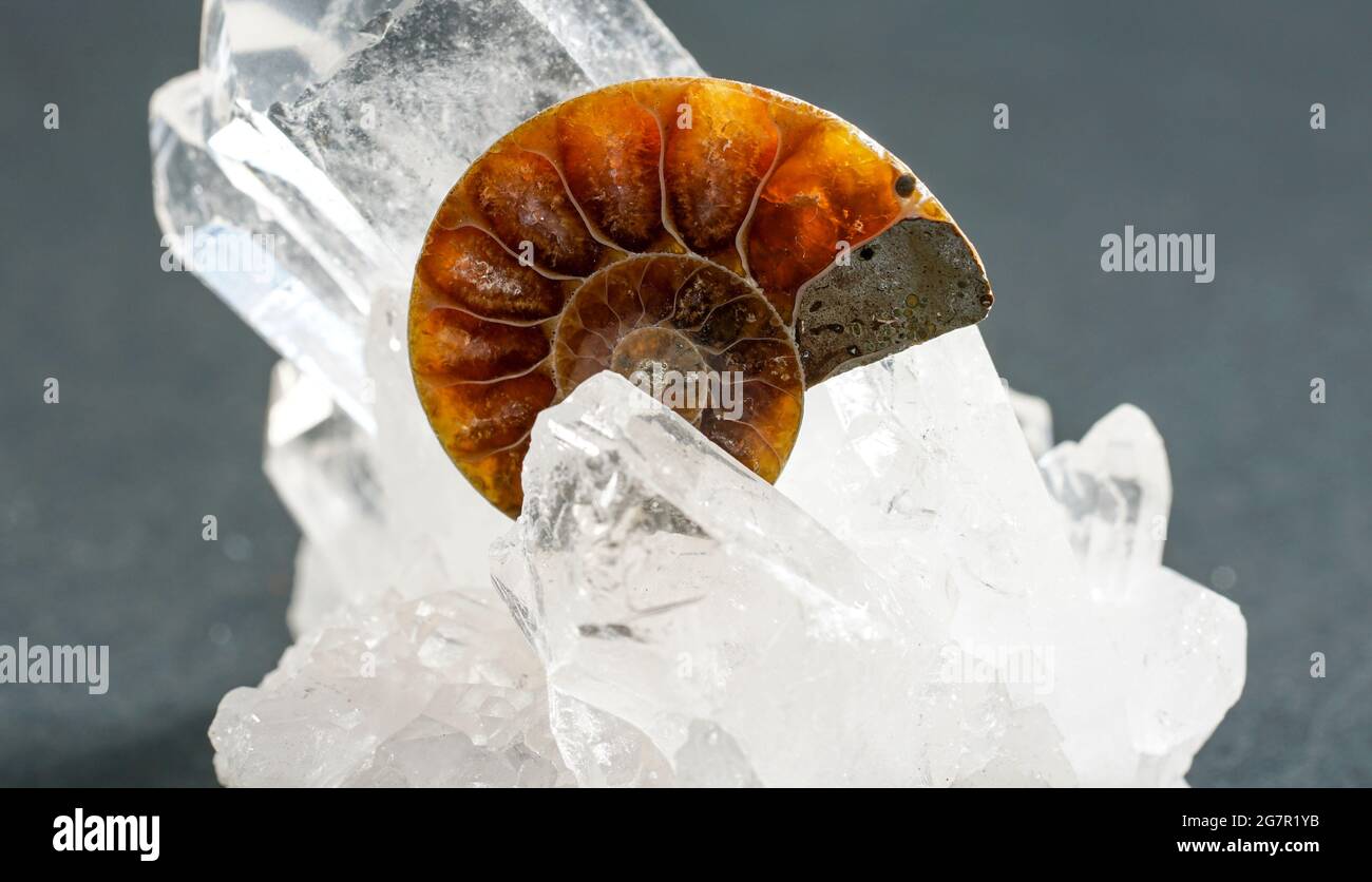 Closeup shot of a snail shell placed on the ice Stock Photo - Alamy
