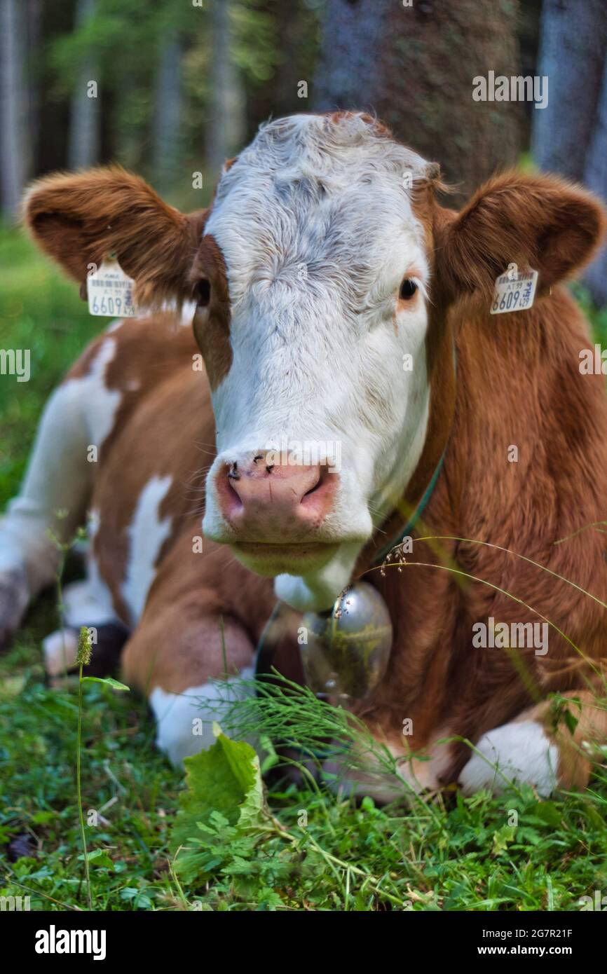 Vertical shot brown white cow hi-res stock photography and images - Alamy