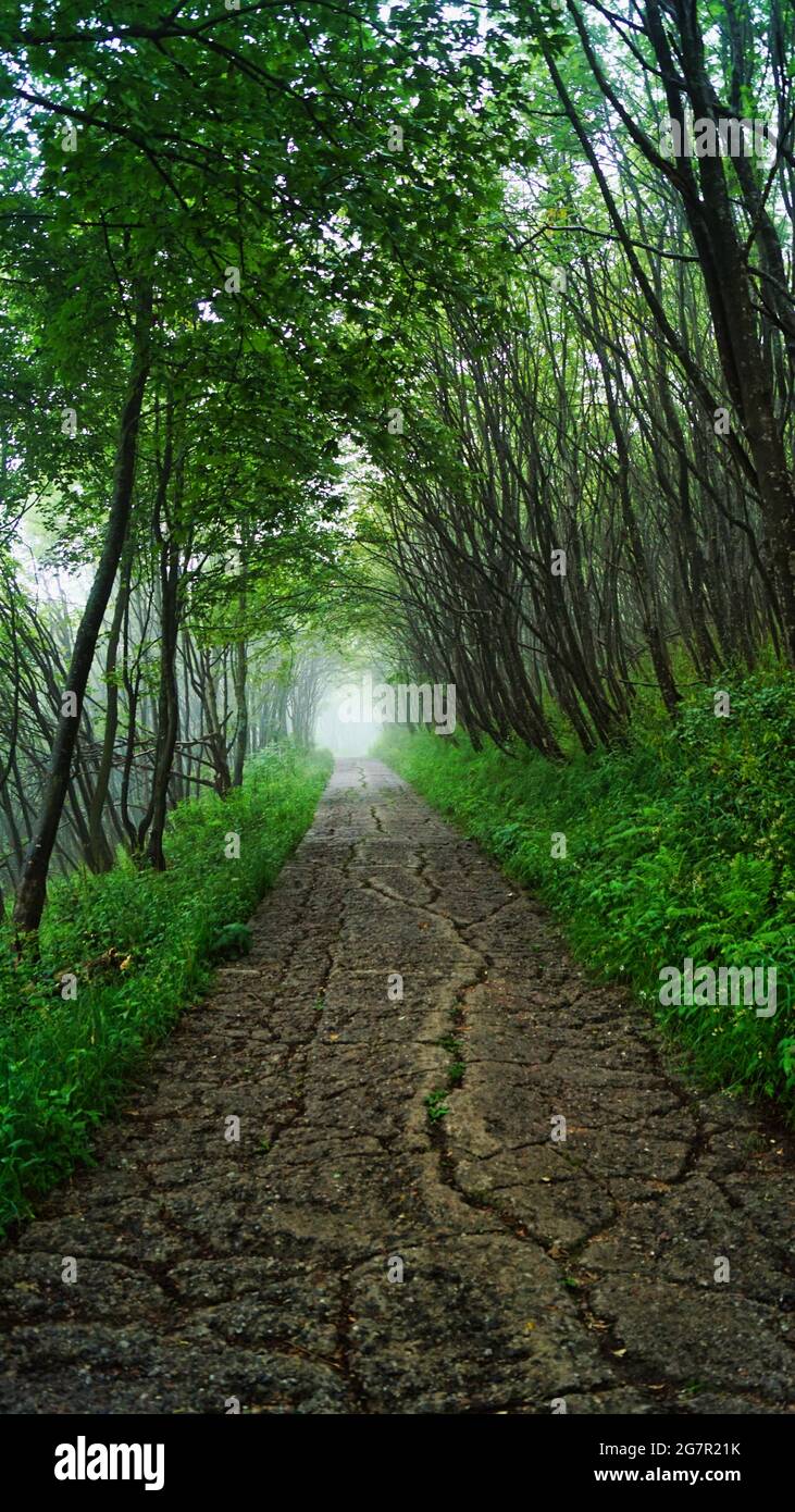 Vertical shot of a walking path through thick rows of green trees with ...