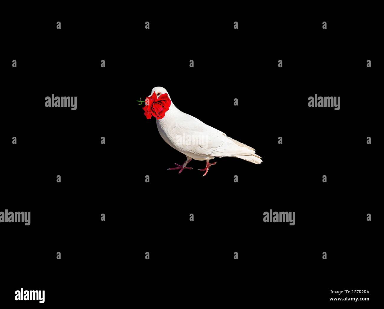 Red rose in the beak of a white dove on a black background Stock Photo ...