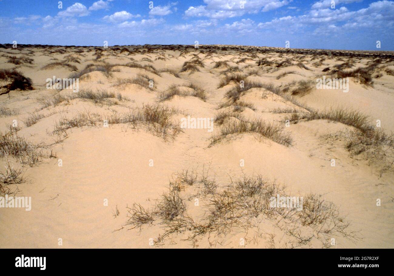 Cobbler Sandhills near Lake Blanche is a section of the Strzelecki ...