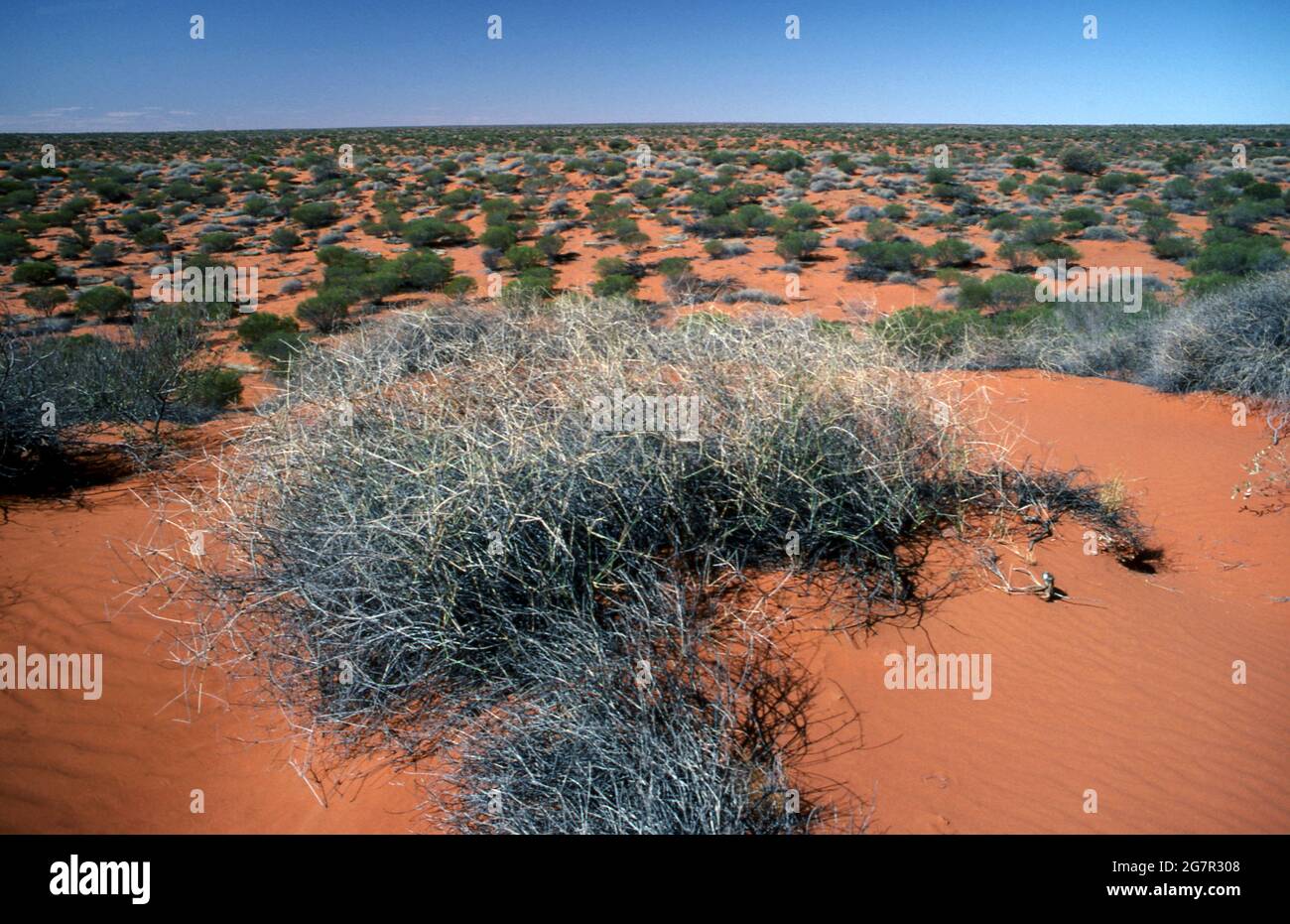 VEGETATION GROWING ON THE SIDE OF A SAND DUNE IN THE SIMPSON DESERT ...