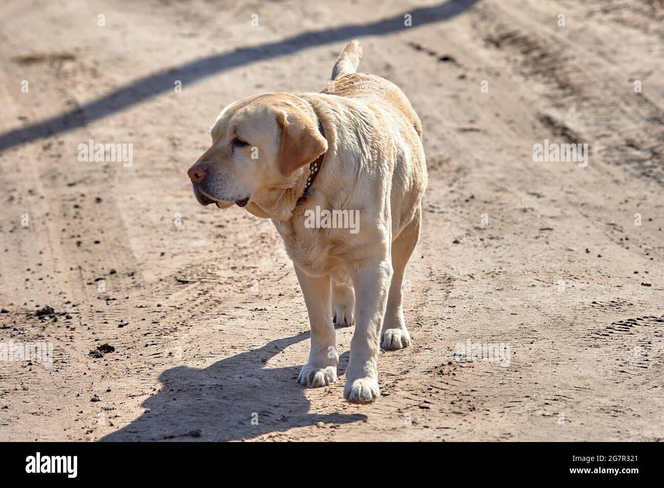 Labrador summer running hi-res stock photography and images - Alamy